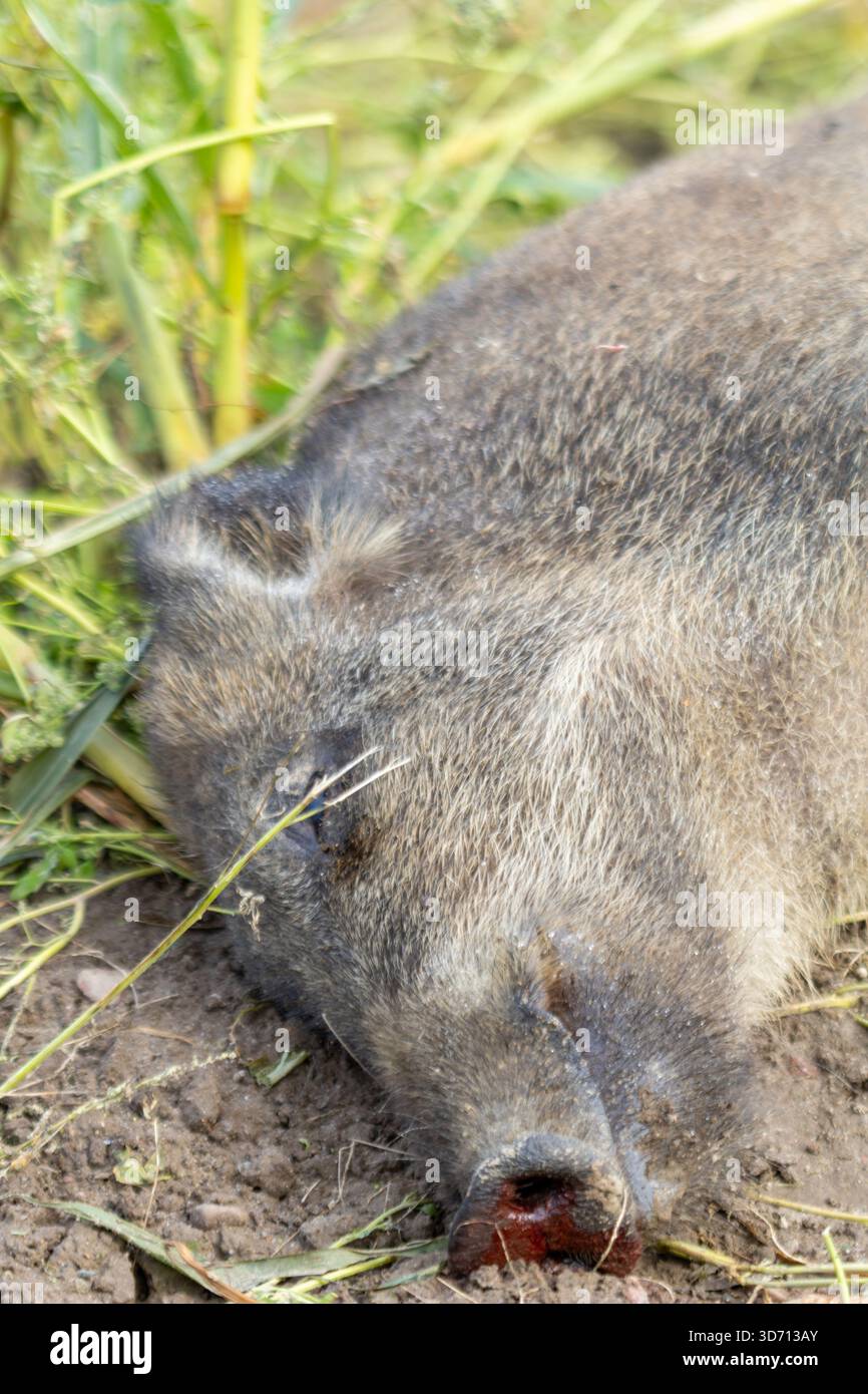 A detailed photograph of a dead wild boar (Sus scrofa) lying on a field ...