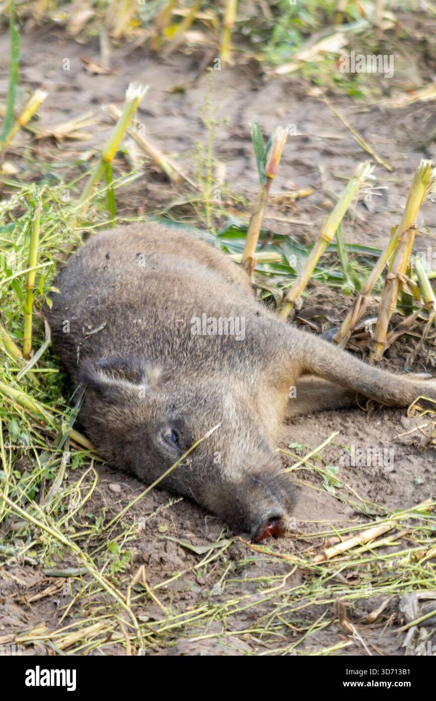 A detailed photograph of a dead wild boar (Sus scrofa) lying on a field ...