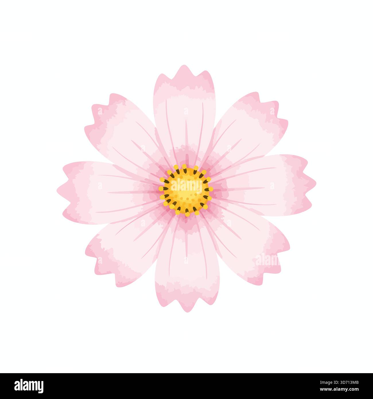 Cosmos wildflower bloom Stock Vector Images - Alamy