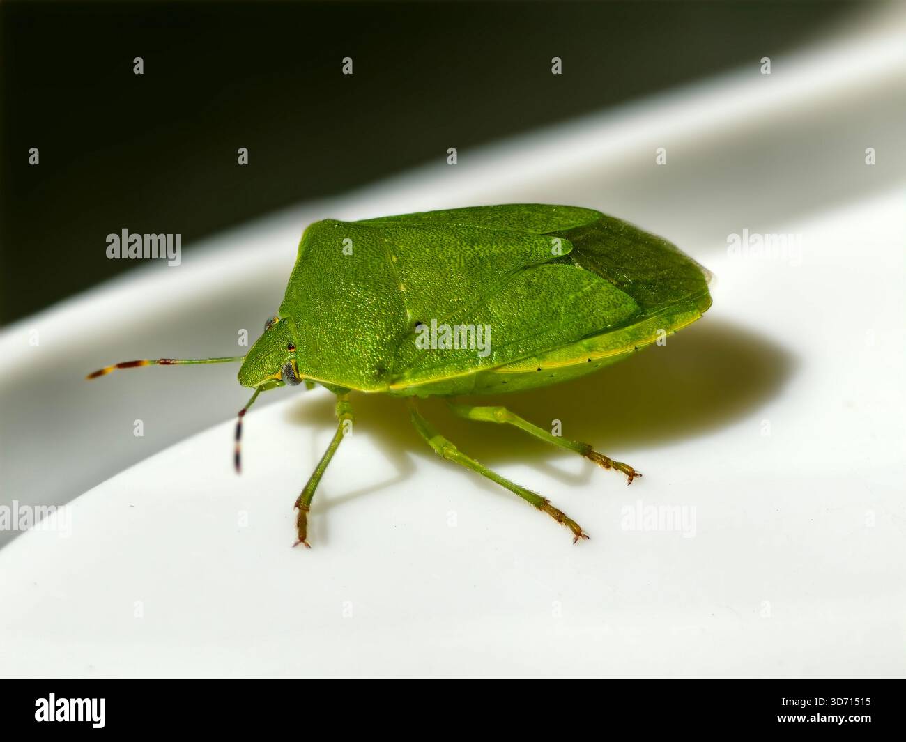 The green stink bug, or Nezara viridula, is a type of shield bug that ...
