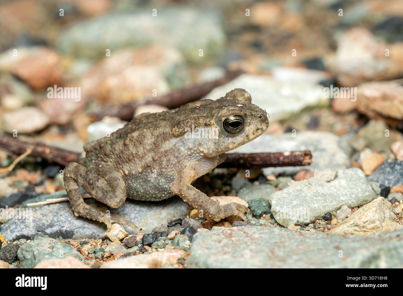Asian common toad - Duttaphrynus melanostictus, large frog native to ...