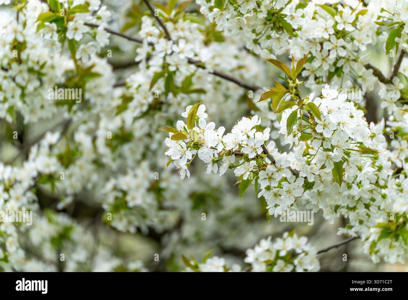 Dense cluster delicate white flowers hi-res stock photography and ...