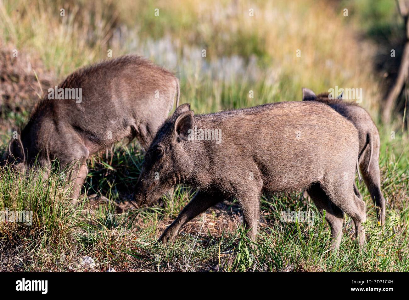 The wild boar, also known as the wild swine, common wild pig, Eurasian ...