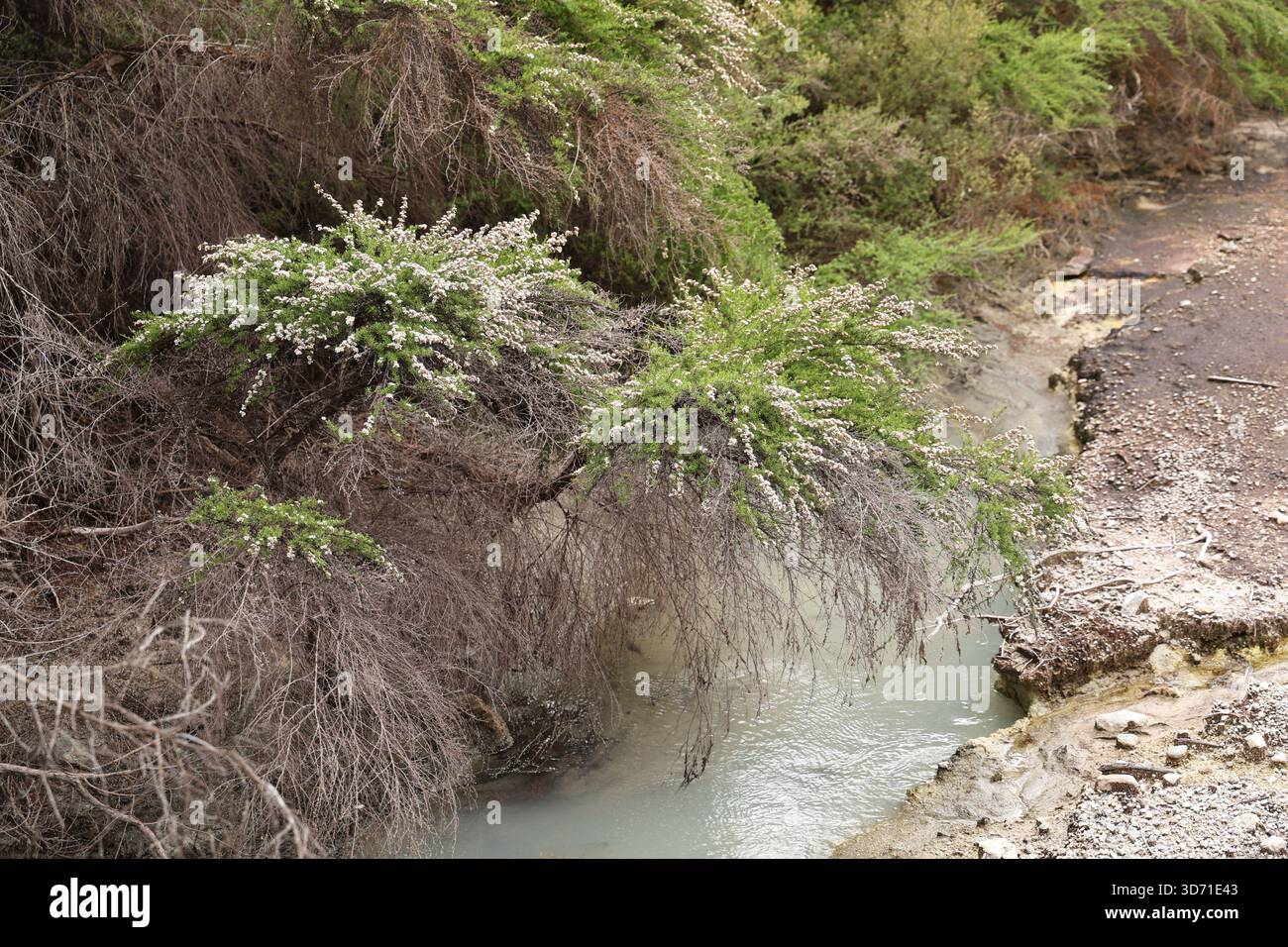 Waiotapu Thermal Wonderland Shrub Branches Overhanging Muddy Stream ...