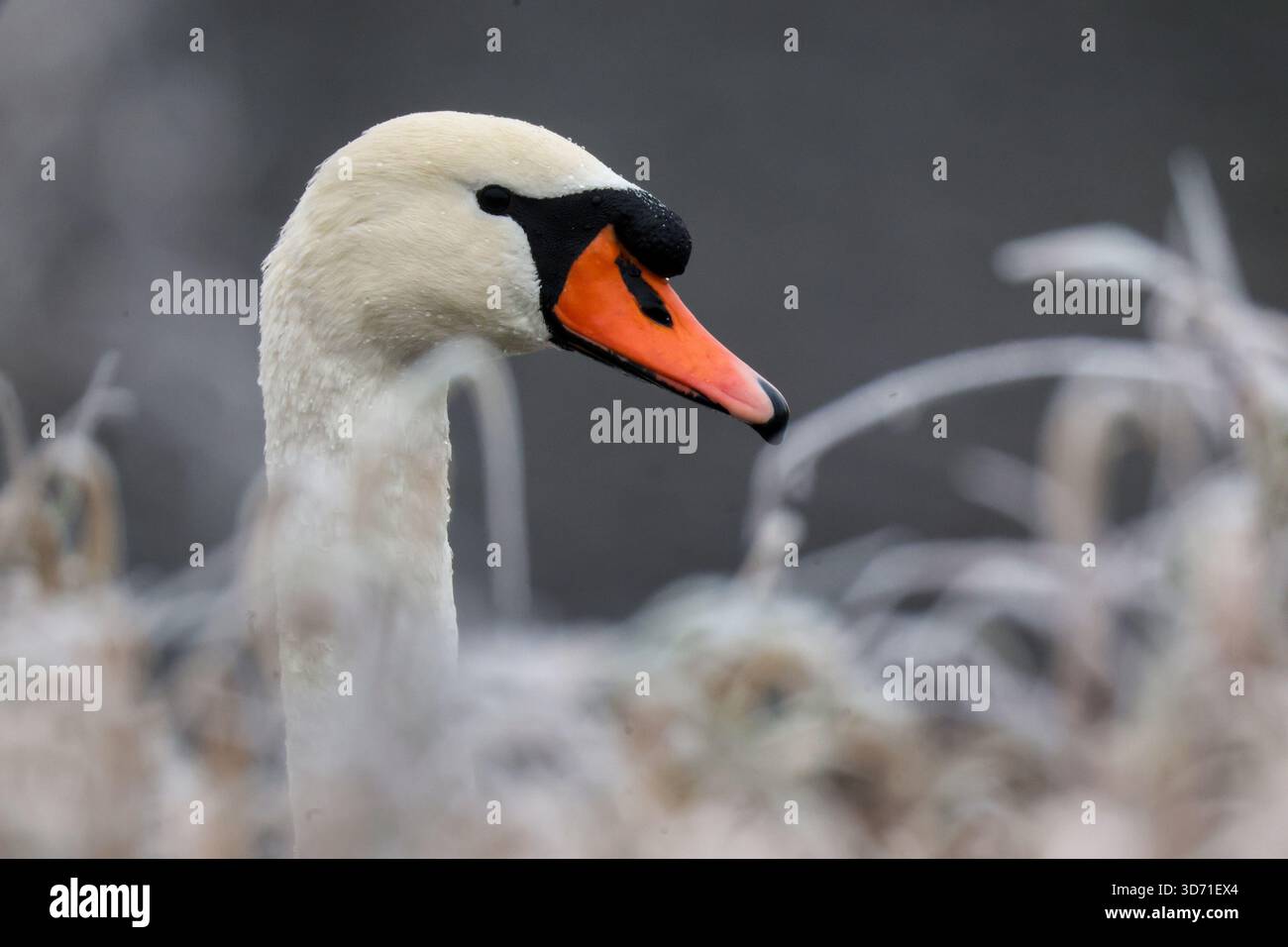 23 November 2025, Baden-Württemberg, Riedlingen: A swan looks out from ...