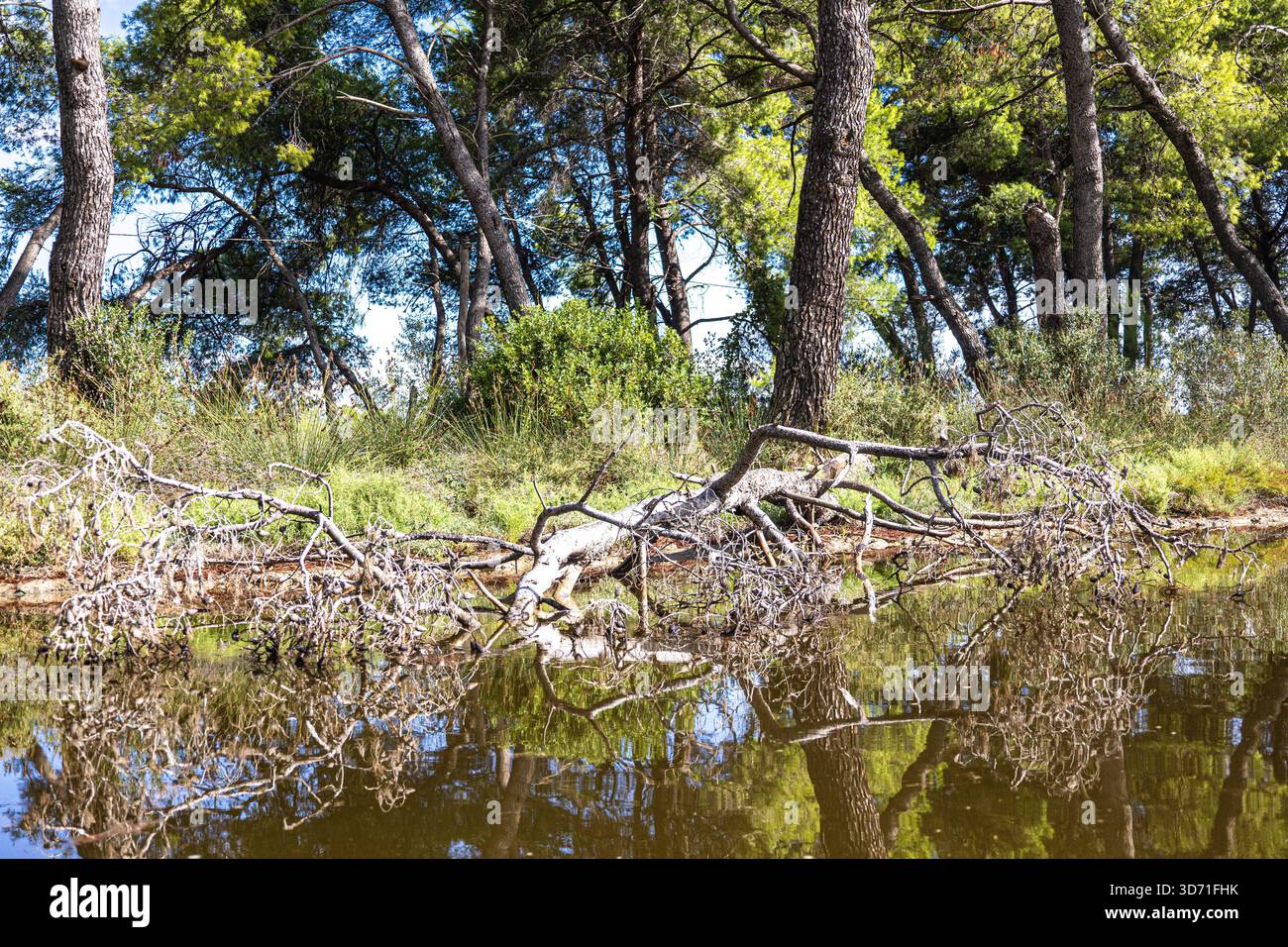 Parku Kombetar Divjake Karavasta, Albanien Stock Photo - Alamy