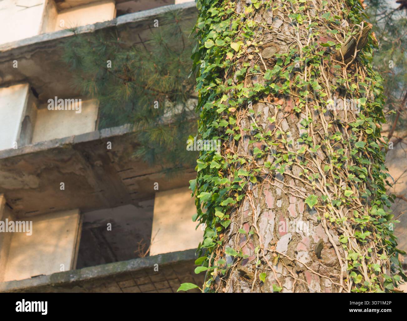 Tree trunk covered with green ivy climbing toward the edge of a ...