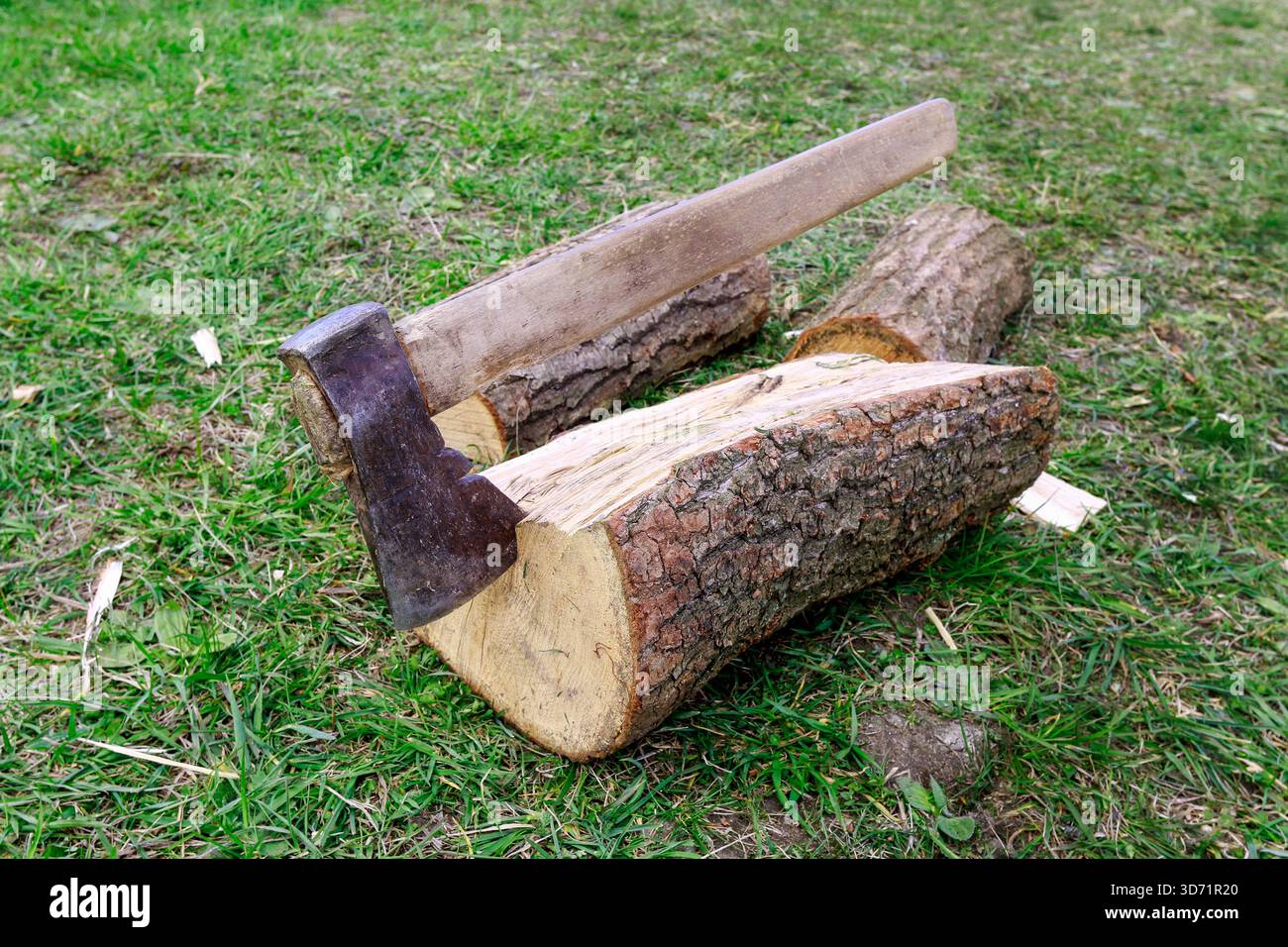Hard wood forest hi-res stock photography and images - Alamy