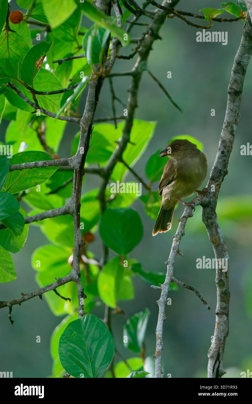 Cream-vented Bulbul (Pycnonotus simplex) on a branch, Borneo, Malaysia ...