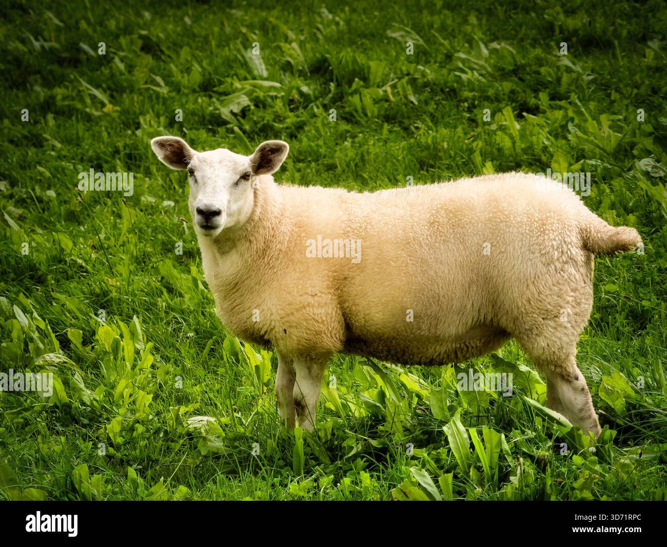 A sheep with white fleece stands calmly in a grassy green field. The ...
