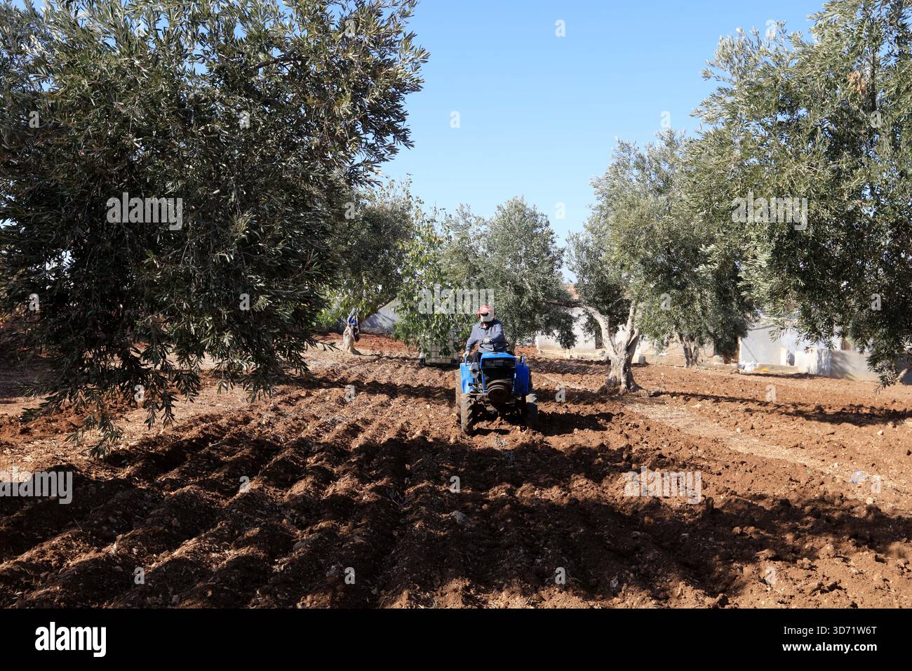 (251123) -- AMMAN, Nov. 23, 2025 (Xinhua) -- A farmer plows on his ...