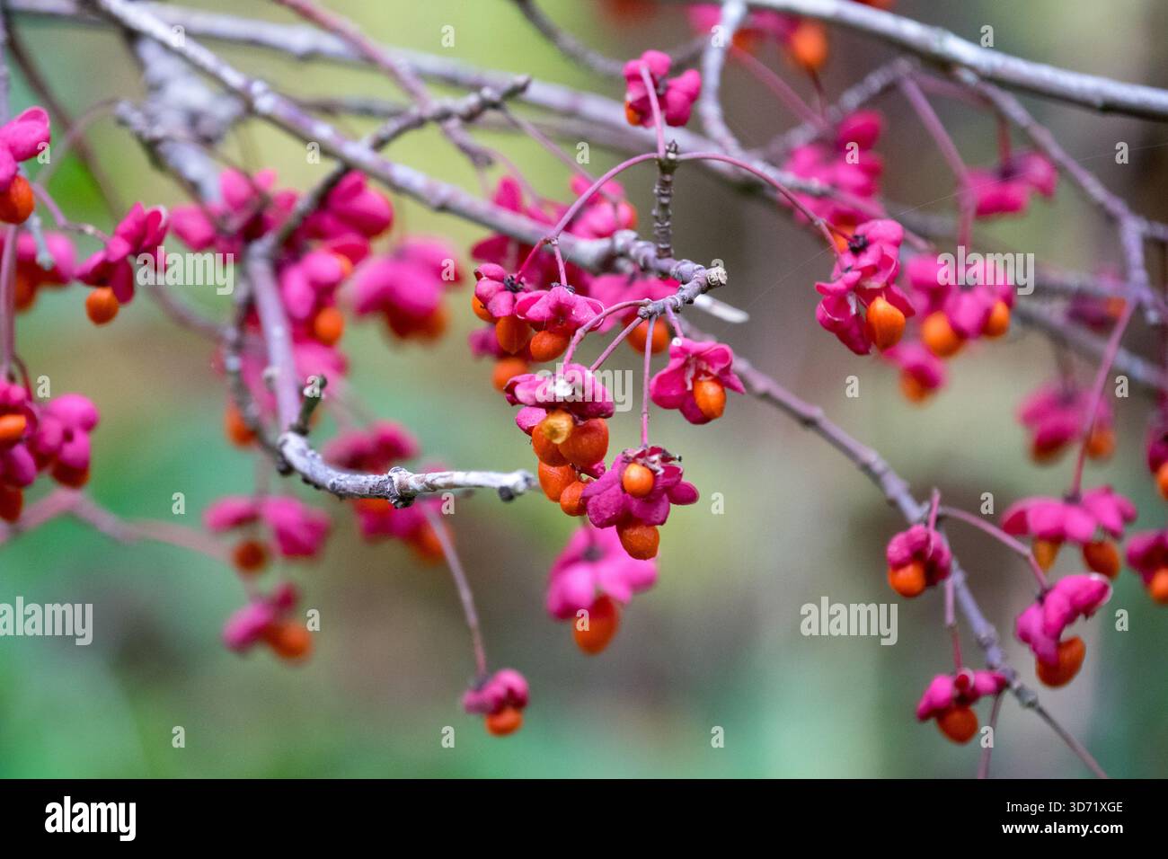 Spindle Tree.Euonymus europaeus Stock Photo - Alamy