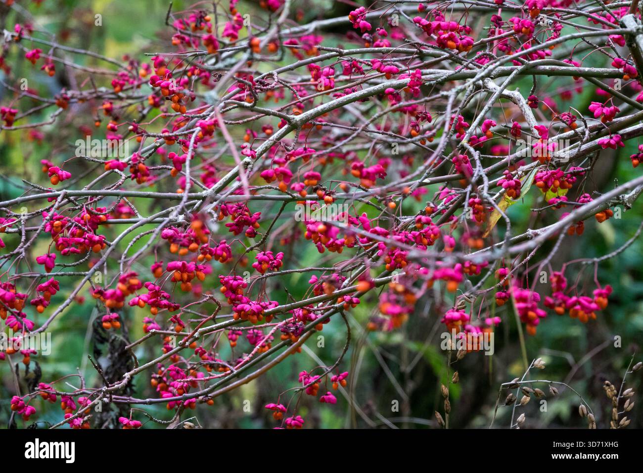 Spindle Tree.Euonymus europaeus "Red Cascade" Spindle Orange Seeds ...