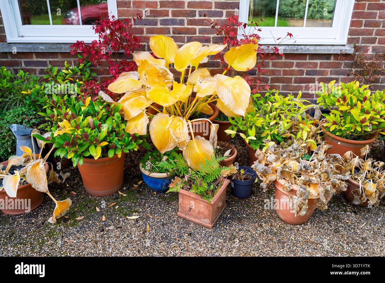A potted Hosta 'Sum and Substance' gracefully dies back with large ...