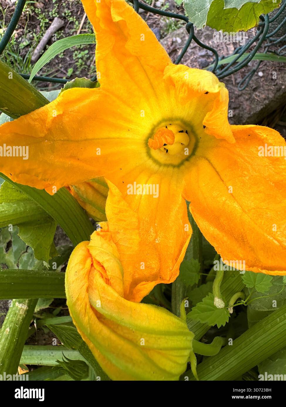 Yellow-orange squash blossom in full bloom with visible pistil and ...