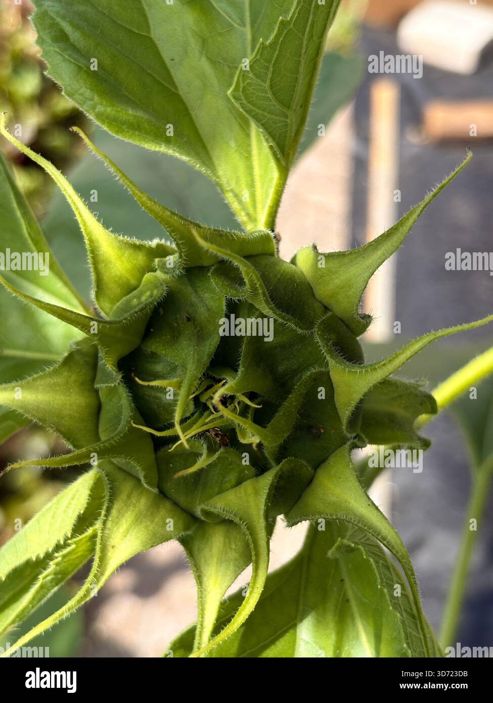 Sunflower bud wrapped in green sepals, surrounded by broad leaves ...