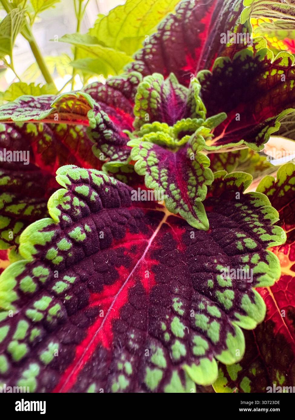 Colorful Coleus leaves with burgundy centers, red veins, and green ...