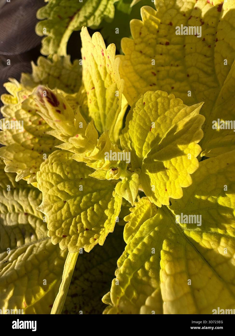 Featuring serrated edges hi-res stock photography and images - Alamy