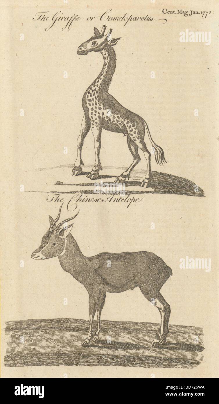 The Giraffe or Camelopardus. The Chinese Antelope (Chiru) 1773 old ...