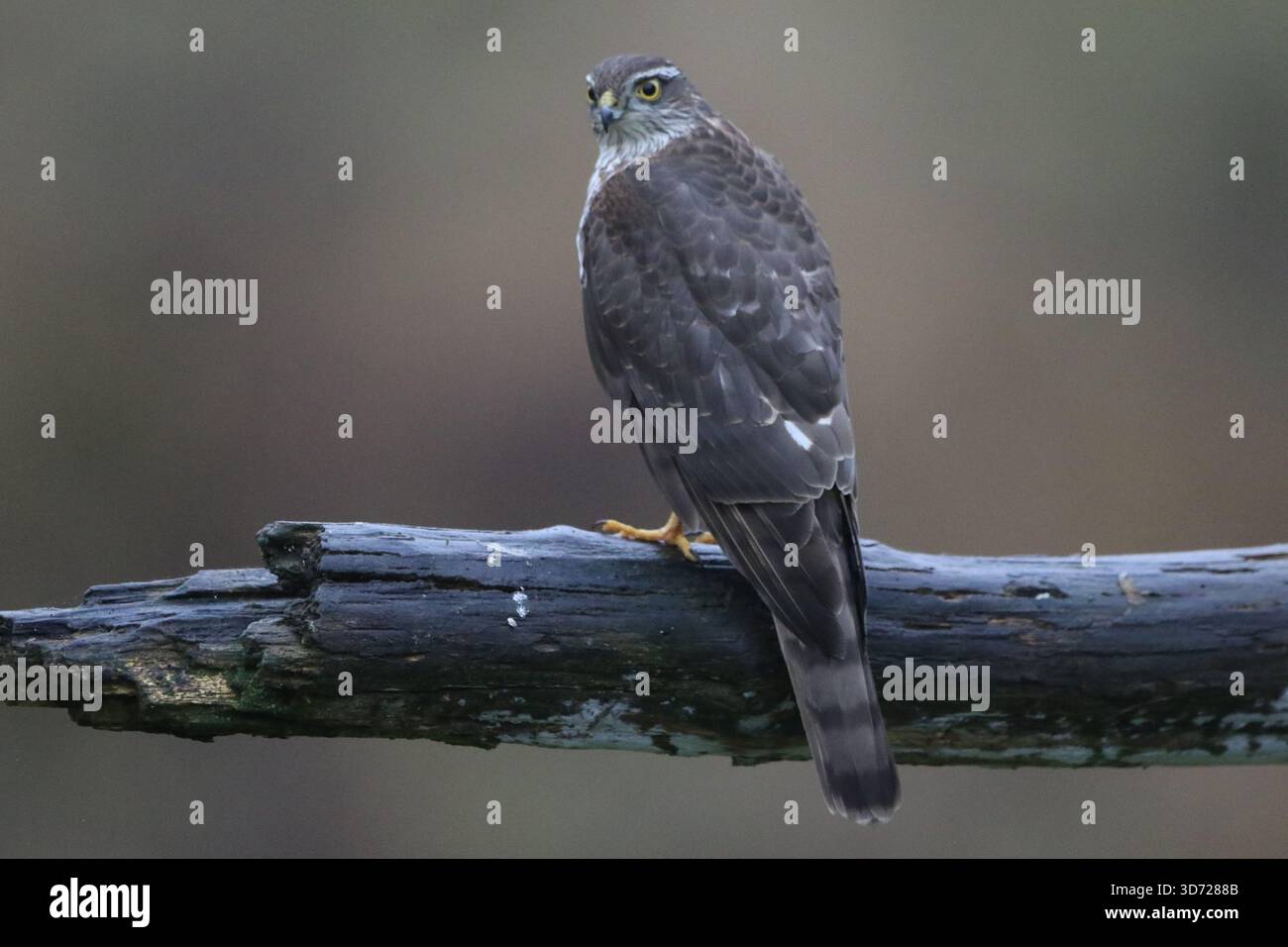 Hawk chasing hi-res stock photography and images - Alamy