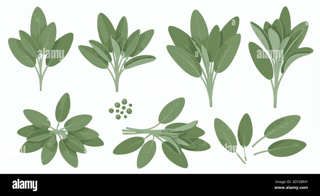 Sage herb spice leaf Stock Vector Images - Alamy