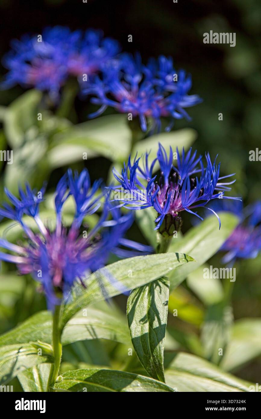 Close-up of Mountain cornflower (centaurea montana), also known as ...