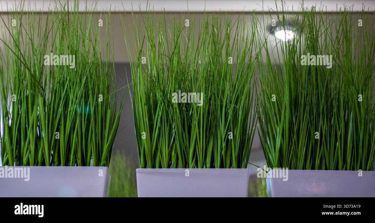Indoor ornamental grass plants in white pots brighten a modern office ...
