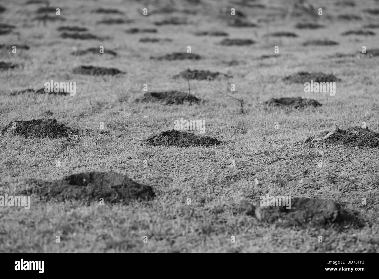 Holes in the ground (with some garbage around) trees to be planted in ...