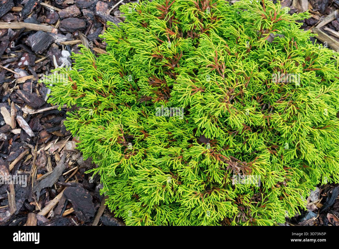 Small low size form plant in garden hi-res stock photography and images ...