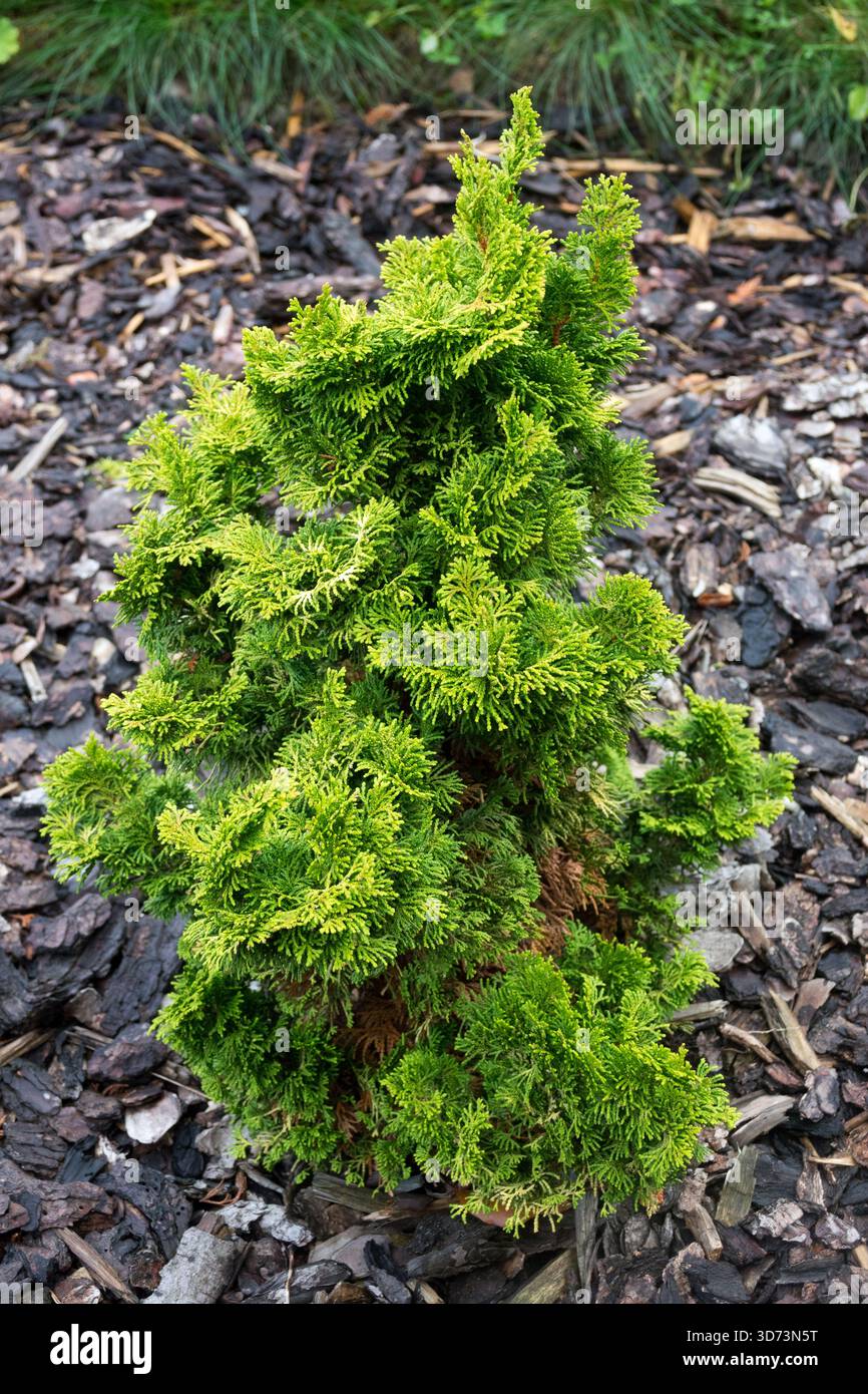 Small Tiny Low Size Form Dwarf Conifer In The Garden Chamaecyparis ...