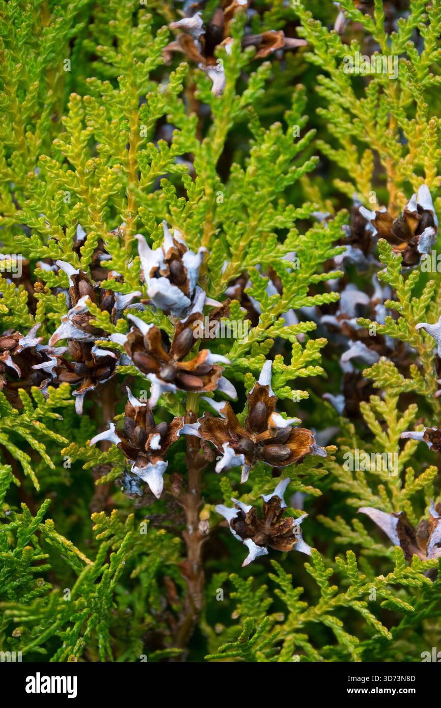 Oriental Arborvitae Cones Thuja orientalis "Aurea Nana" Thuja cones ...