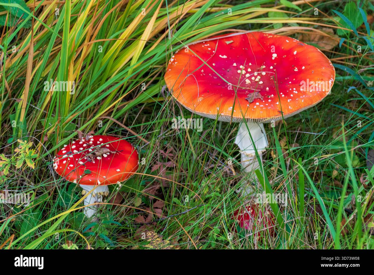 White magic scotland hi-res stock photography and images - Alamy