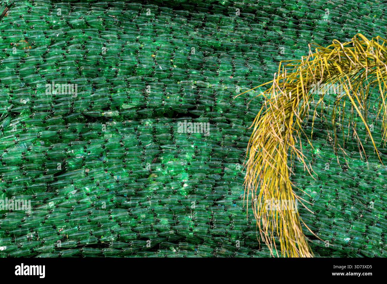 November 23, 2025, Amioun, Amioun, Lebanon: A picture shows a close up ...