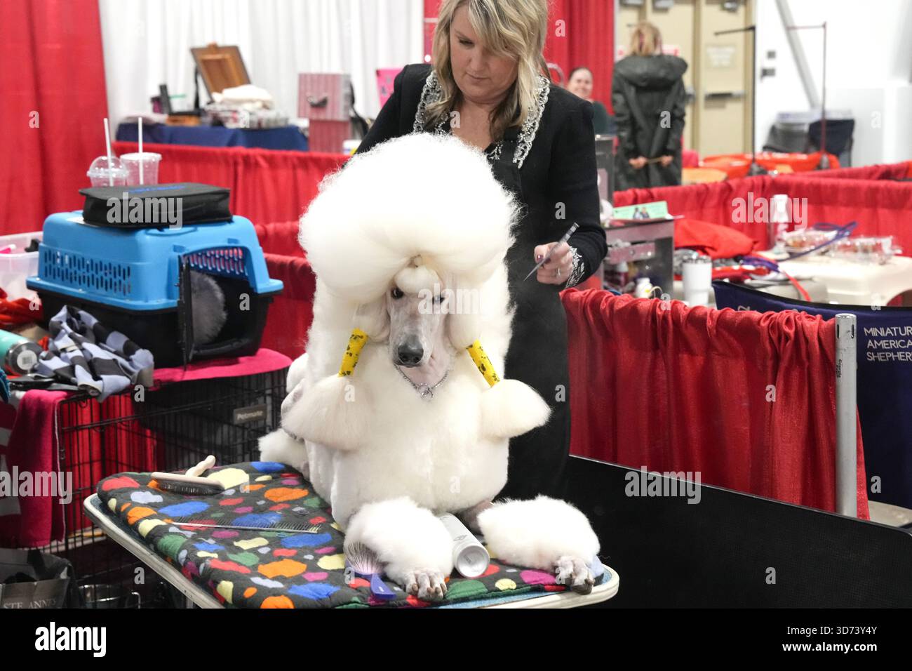 Dempsey, a standard poodle is groomed at The Canadian Kennel Club's ...