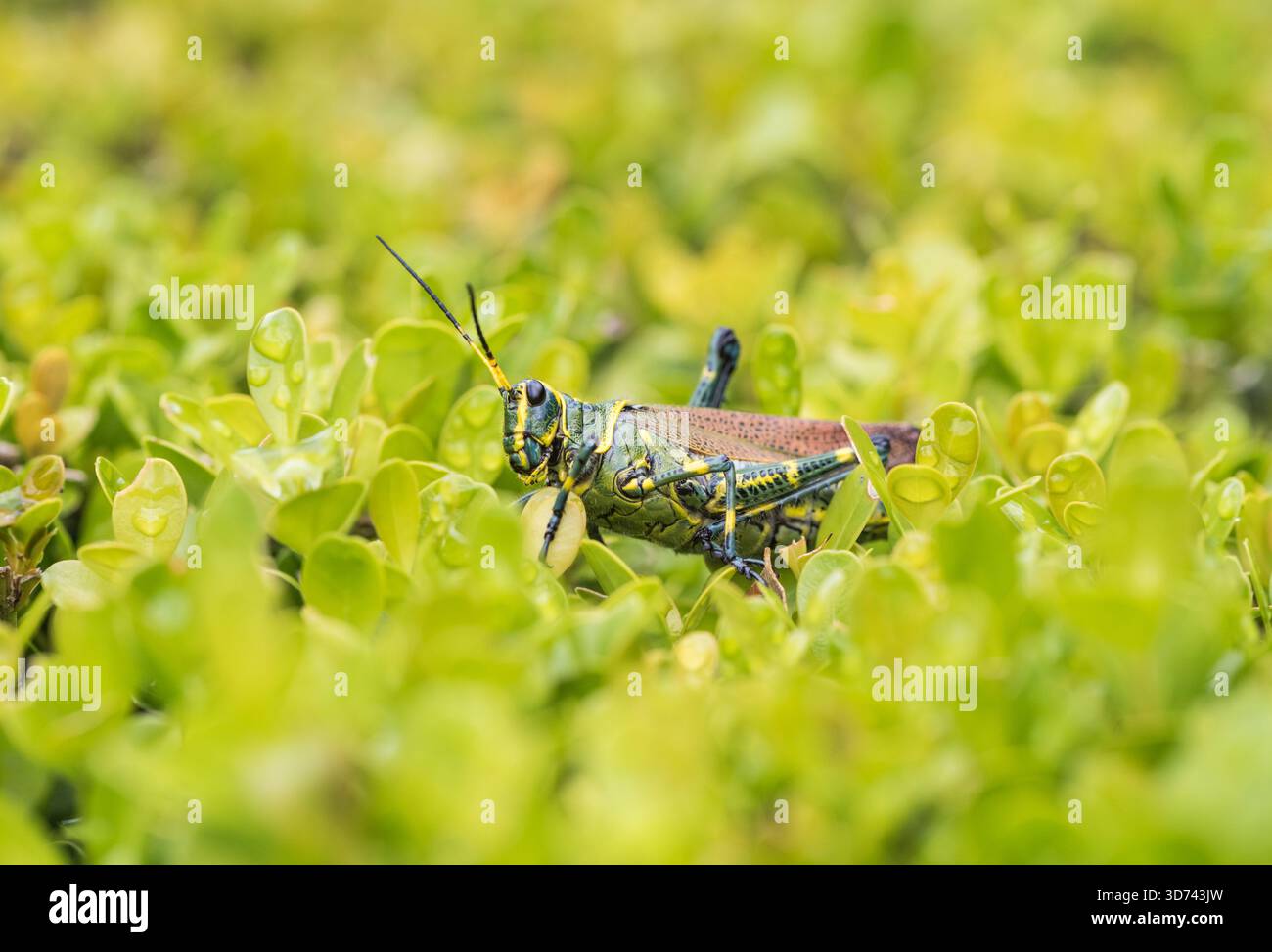 The colourful Lubber Grasshopper (Chromacris colorata) in Mexico Stock ...