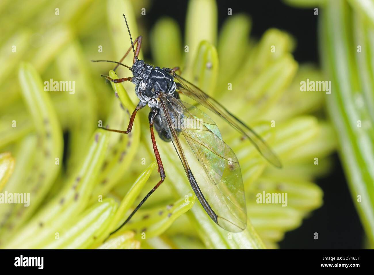 Cinara piceae, spruce bark aphid or spruce stem aphid. A winged ...