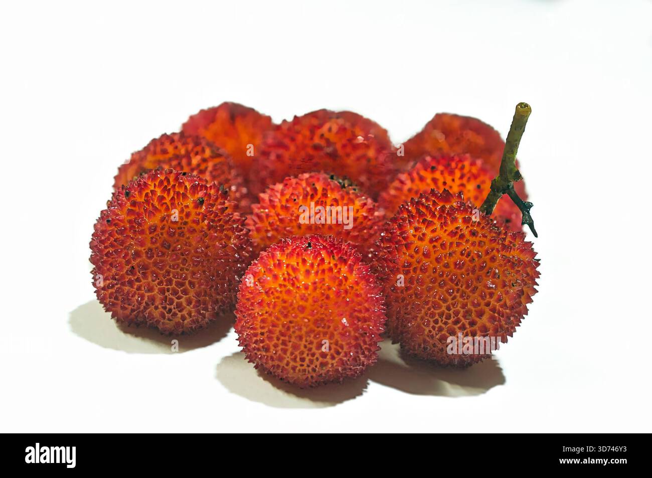 Strawberry trees from the wild trees of the forest Stock Photo - Alamy