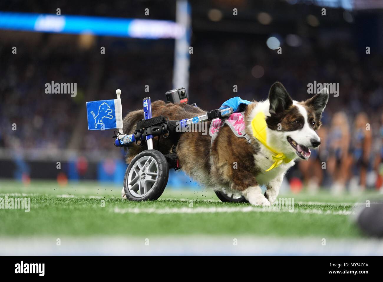 A corgi runs a race as part of the halftime of an NFL football game ...