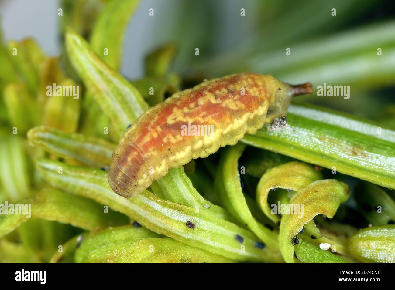 Larva of Hoverflies, also called flower flies or syrphids feeding on ...