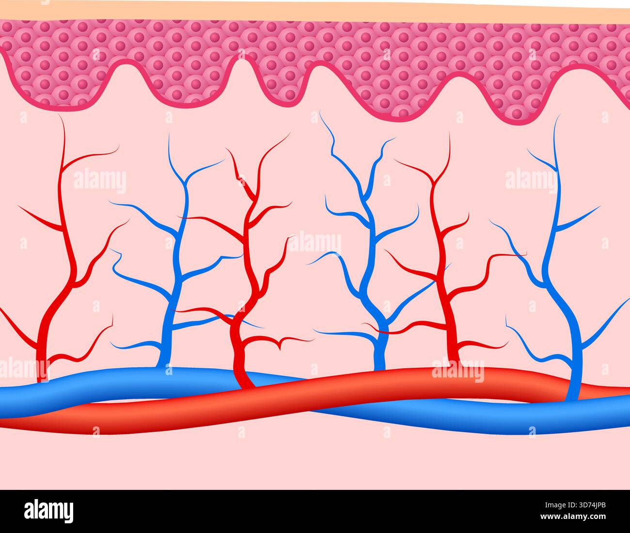 Blue veins Stock Vector Images - Alamy