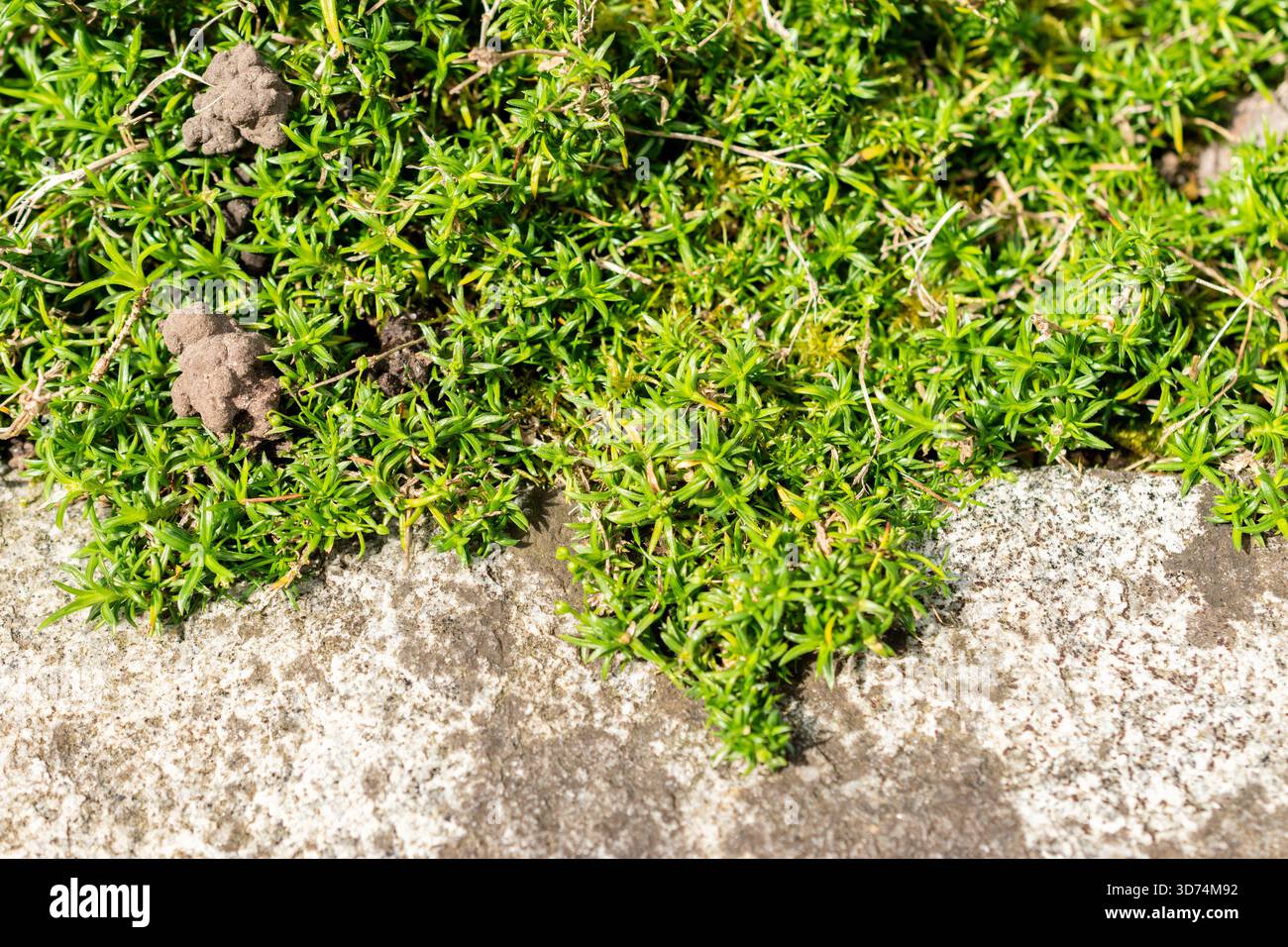 Saint Gallen, Switzerland, September 1, 2025 Phlox Subulata or creeping ...