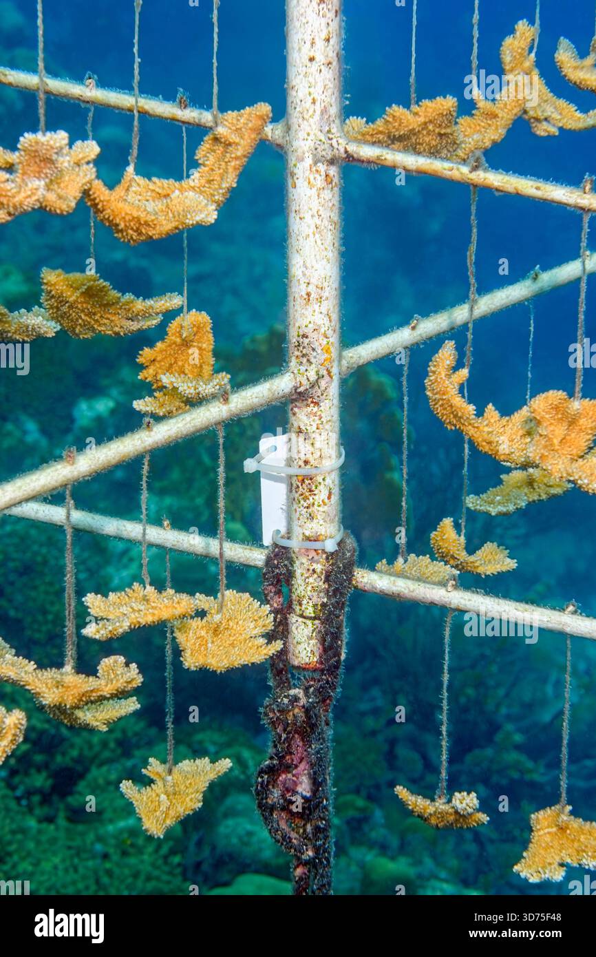 Coral fragmentation hi-res stock photography and images - Alamy