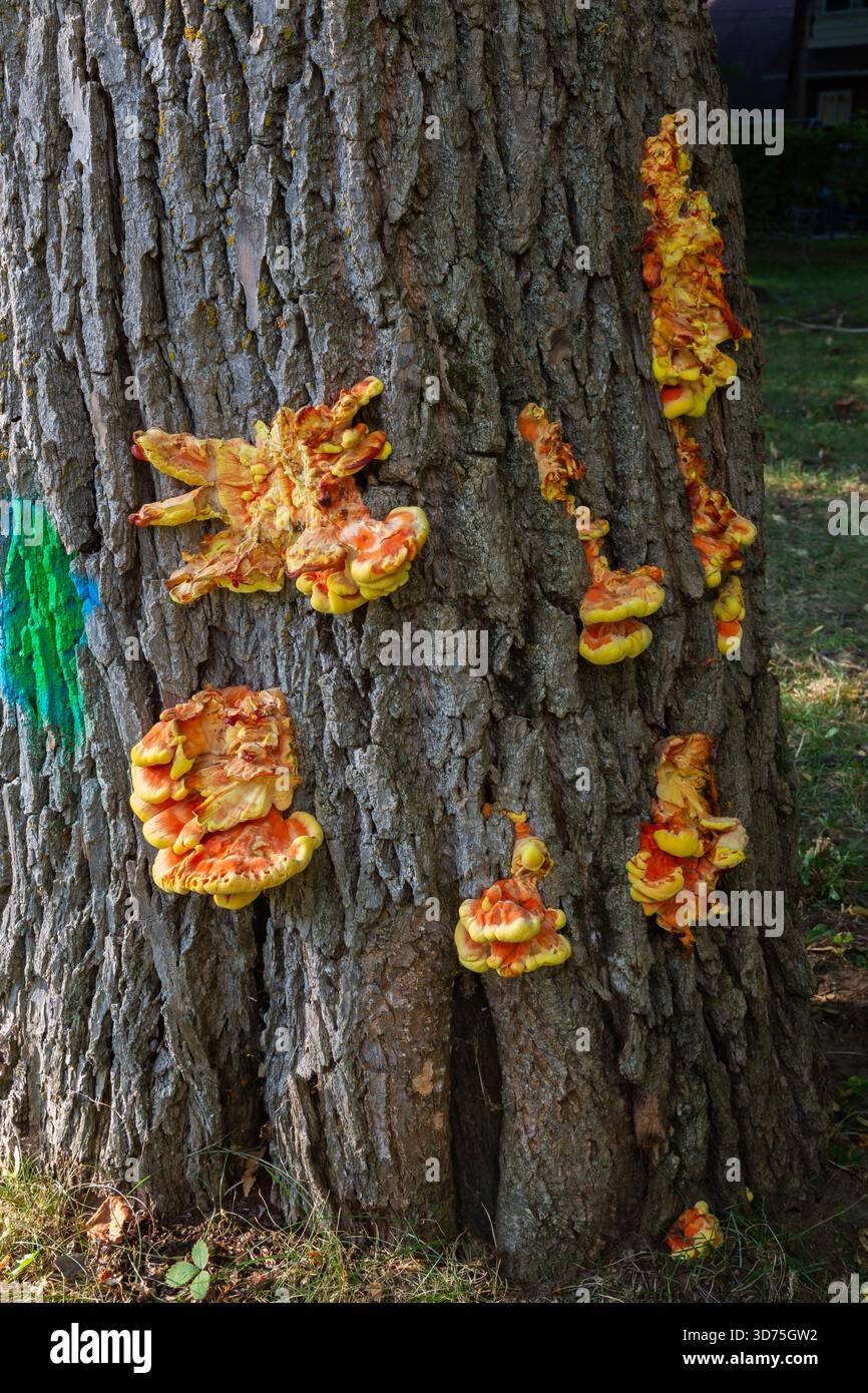 Edible Laetiporus sulphureus - Chicken of the Woods mushrooms growing ...
