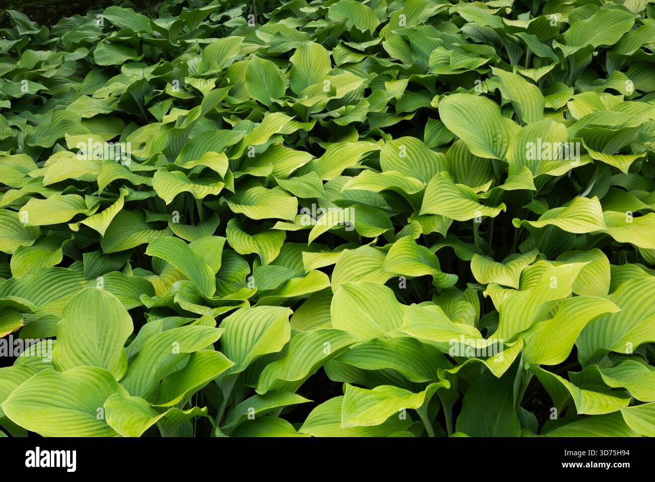 Hosta plants with heart shaped leaves in border in late summer Stock ...
