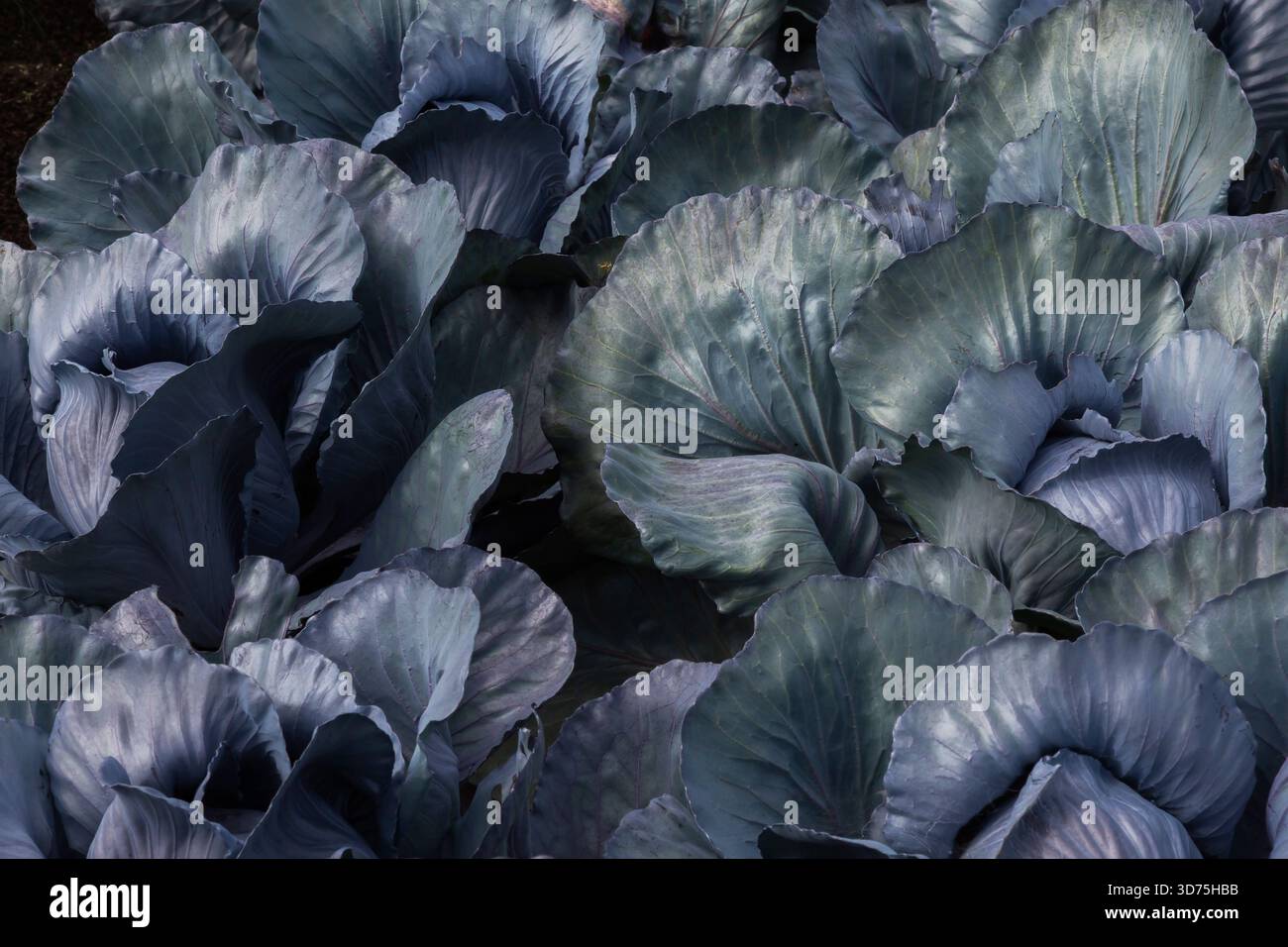 Buscaro cabbage hi-res stock photography and images - Alamy