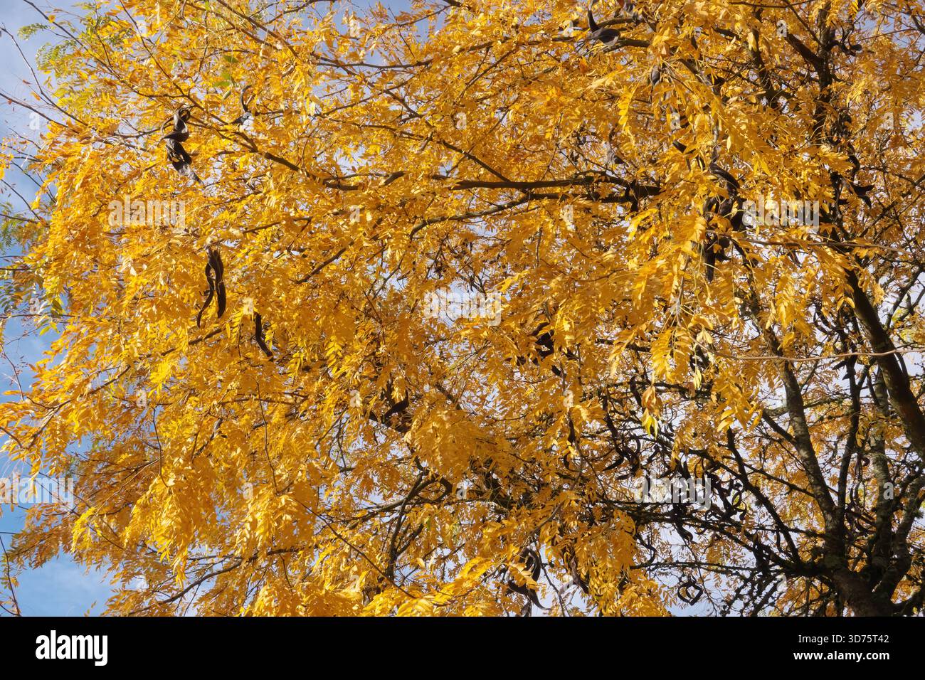 Honey locust tree in fall (Geditsia triacanthos) - a deciduous, drought ...