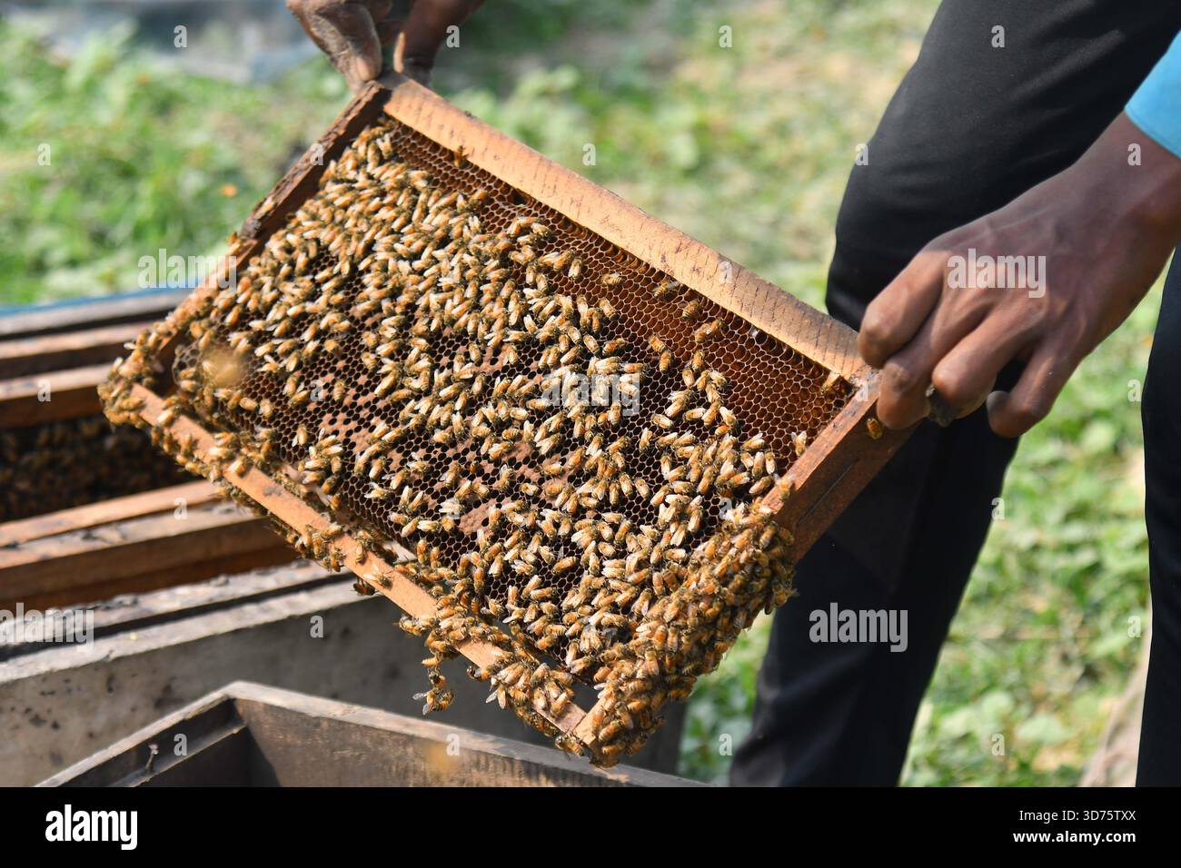 (251124) -- ASSAM, Nov. 24, 2025 (Xinhua) -- A beekeeper examines a ...