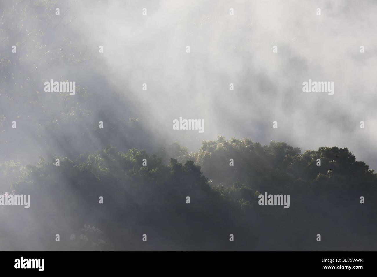 Serene nature scene featuring sunbeam and light ray piercing through ...