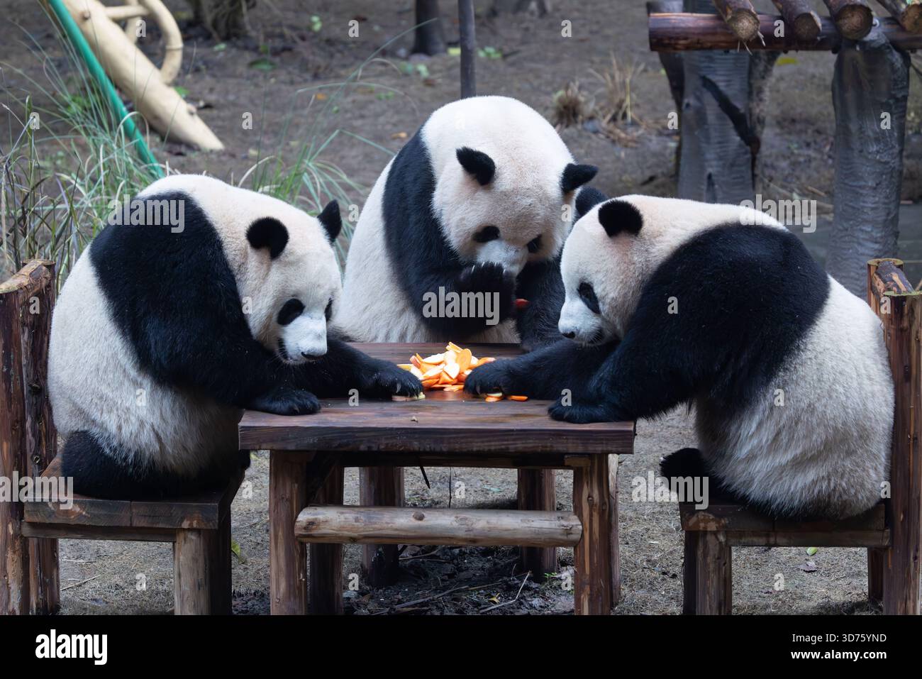 CHONGQING, CHINA - NOVEMBER 23, 2025 - Giant Pandas Eating Around a ...