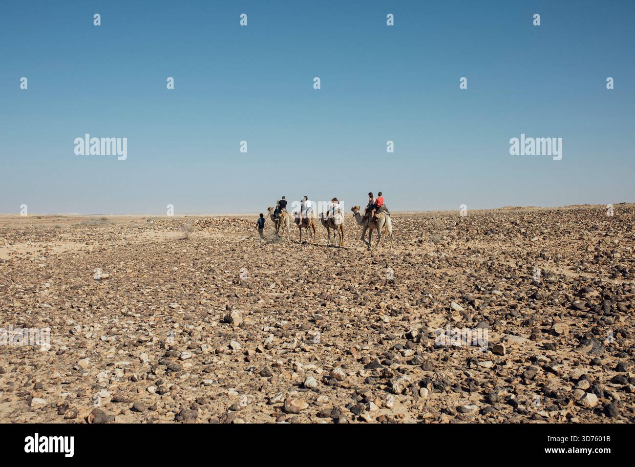 Camels resting in the desert with traditional saddles, captured in ...